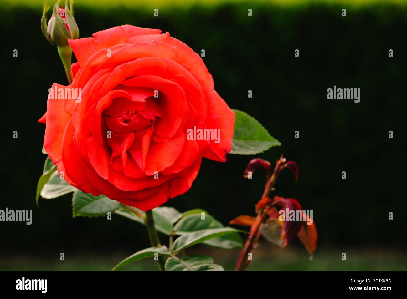 Selective Focus - Red rose with garden in the background Stock Photo ...