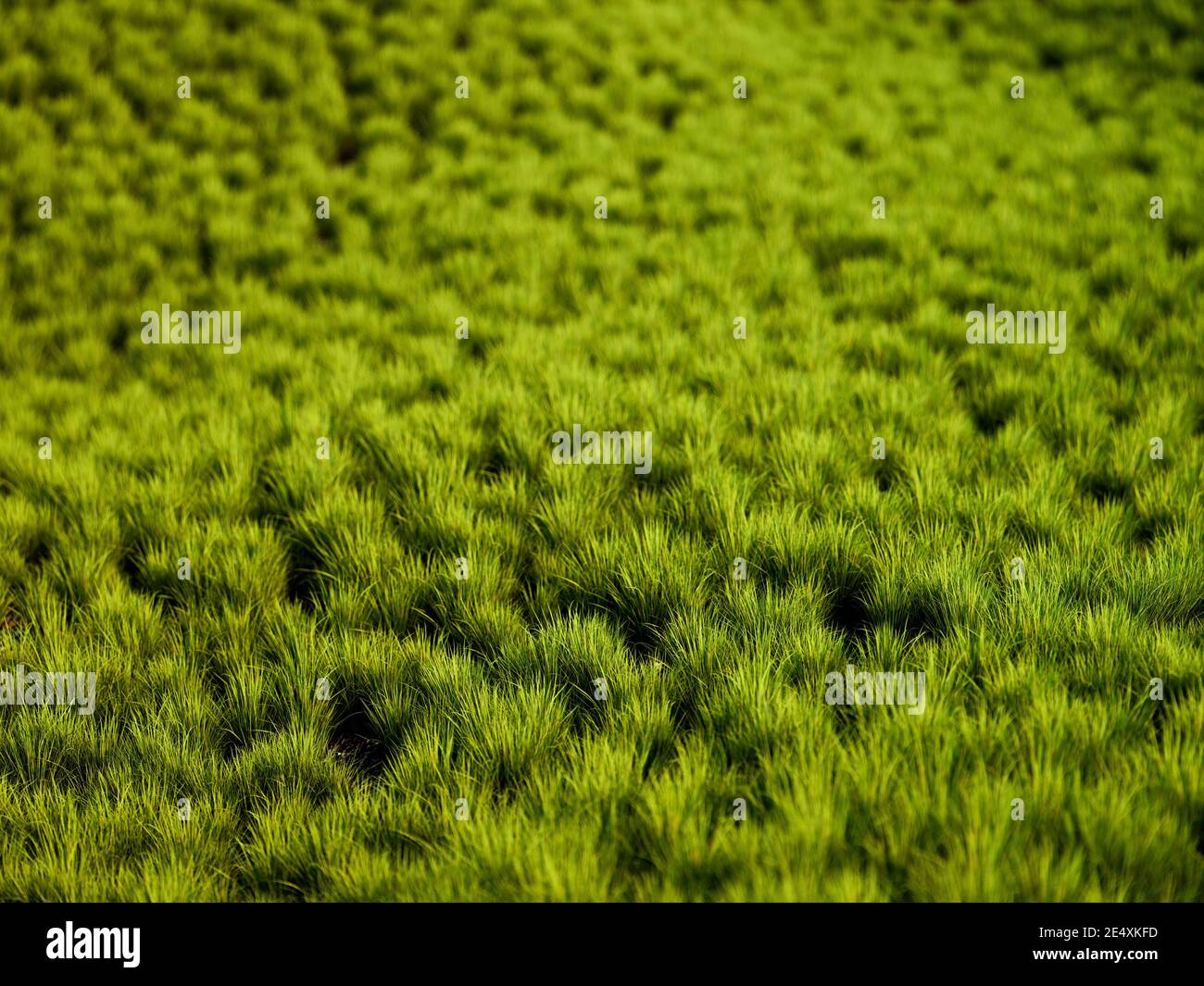 Grass field. 3d rendering illustration Stock Photo - Alamy