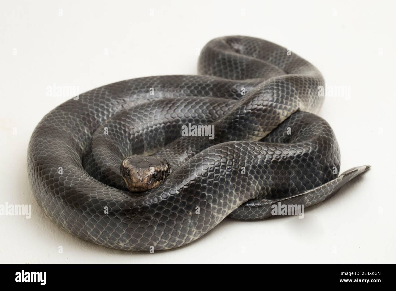 The yellow-lipped sea krait (Laticauda colubrina), banded sea krait, or ...