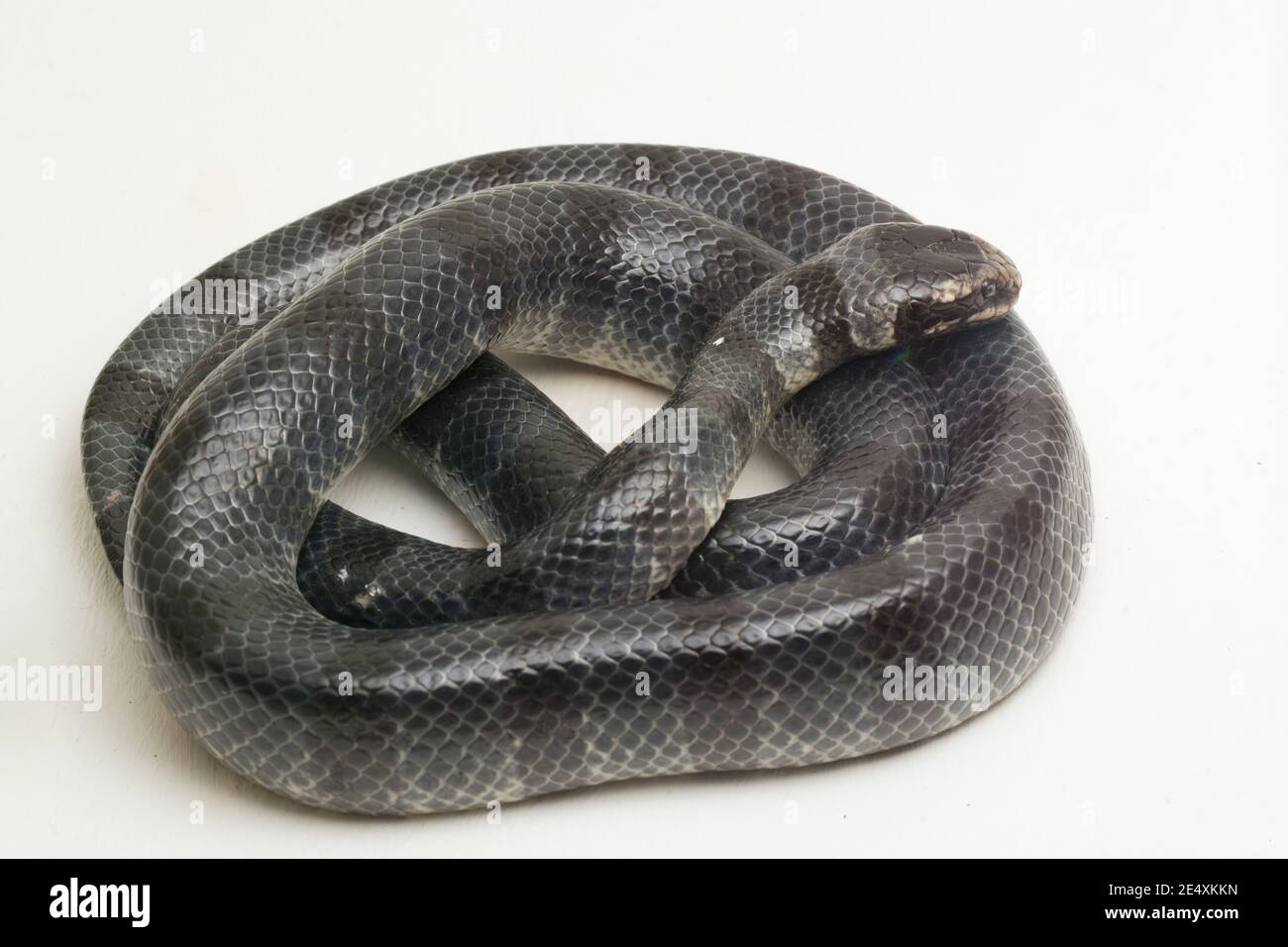 The yellow-lipped sea krait (Laticauda colubrina), banded sea krait, or ...
