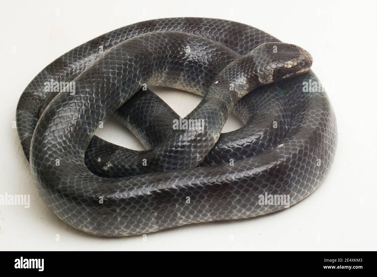 The yellow-lipped sea krait (Laticauda colubrina), banded sea krait, or ...