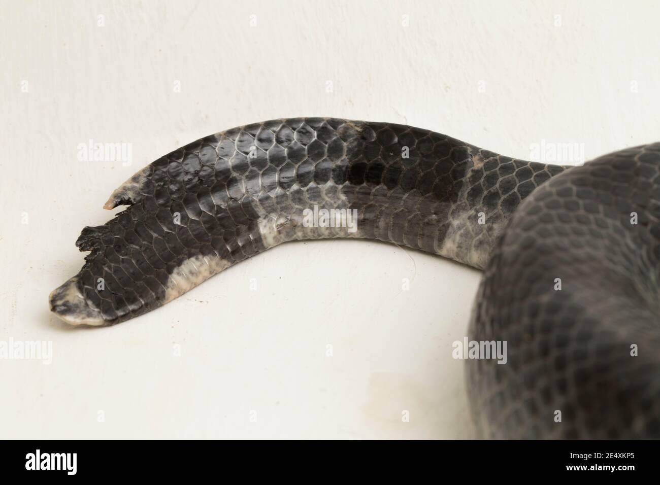 The yellow-lipped sea krait (Laticauda colubrina), banded sea krait, or ...
