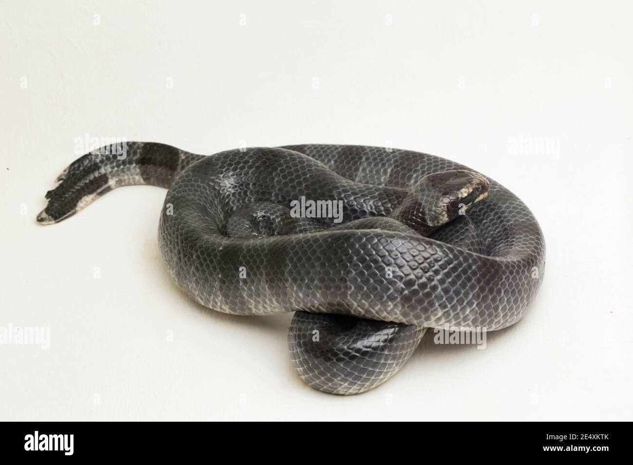 Indonesia colubrine sea snake hi-res stock photography and images - Alamy