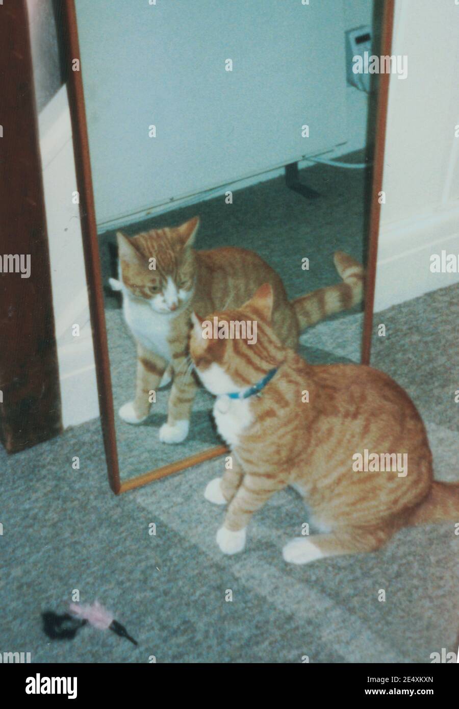 Cat looking into a mirror hi-res stock photography and images - Alamy
