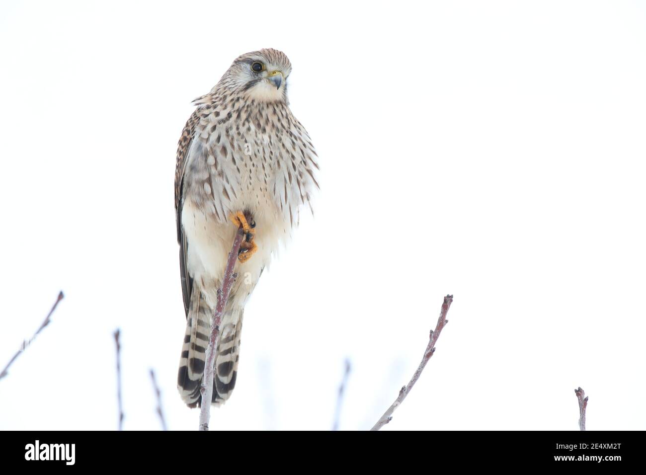 Bird falcon raptor kestrel Cut Out Stock Images & Pictures - Alamy