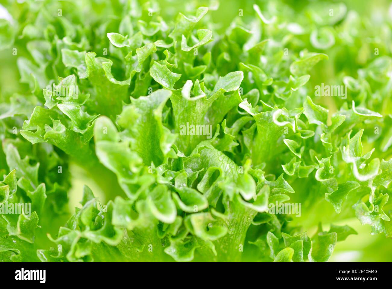 Closeup of green lettuce leaves, fragment. Abstract background Stock ...