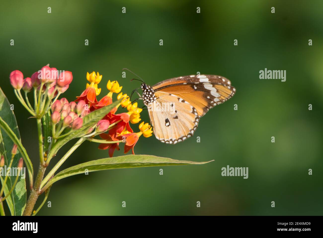 Danaus chrysippus butterfly hi-res stock photography and images - Alamy
