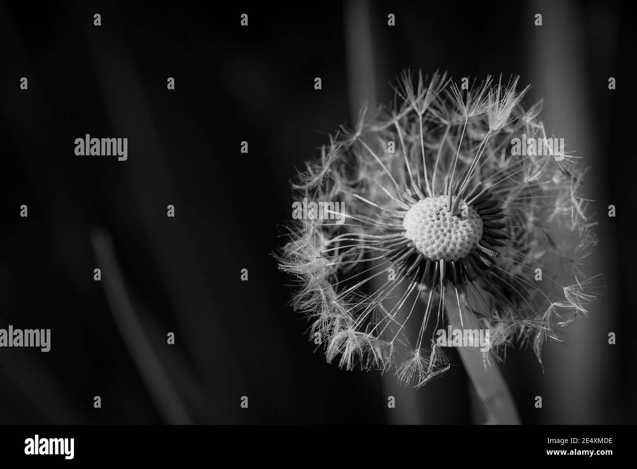 Grayscale shot of a dandelion on dark background Stock Photo - Alamy