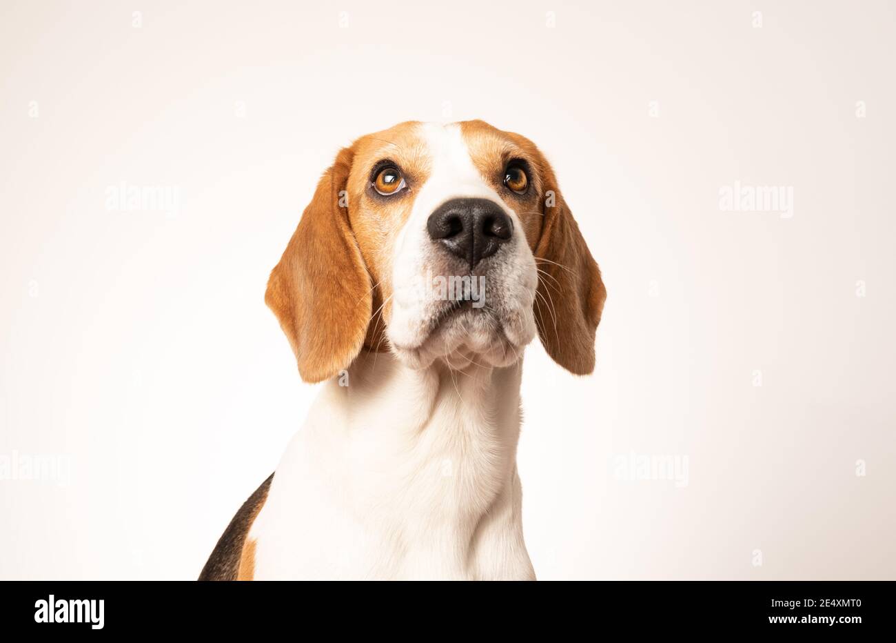 Closeup of Beagle dog, portrait, in front of white background Stock ...