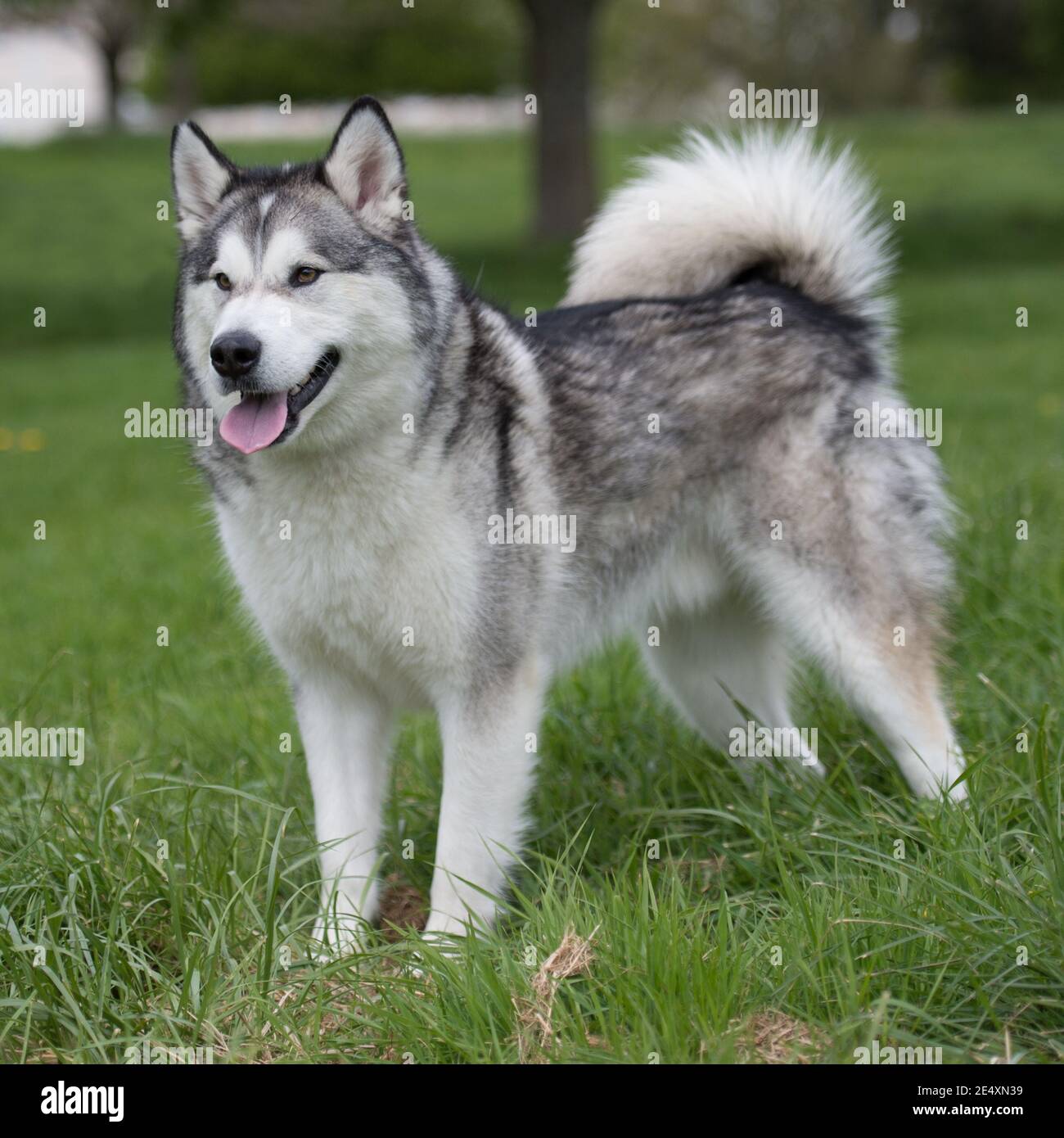 Malamute hi-res stock photography and images - Alamy