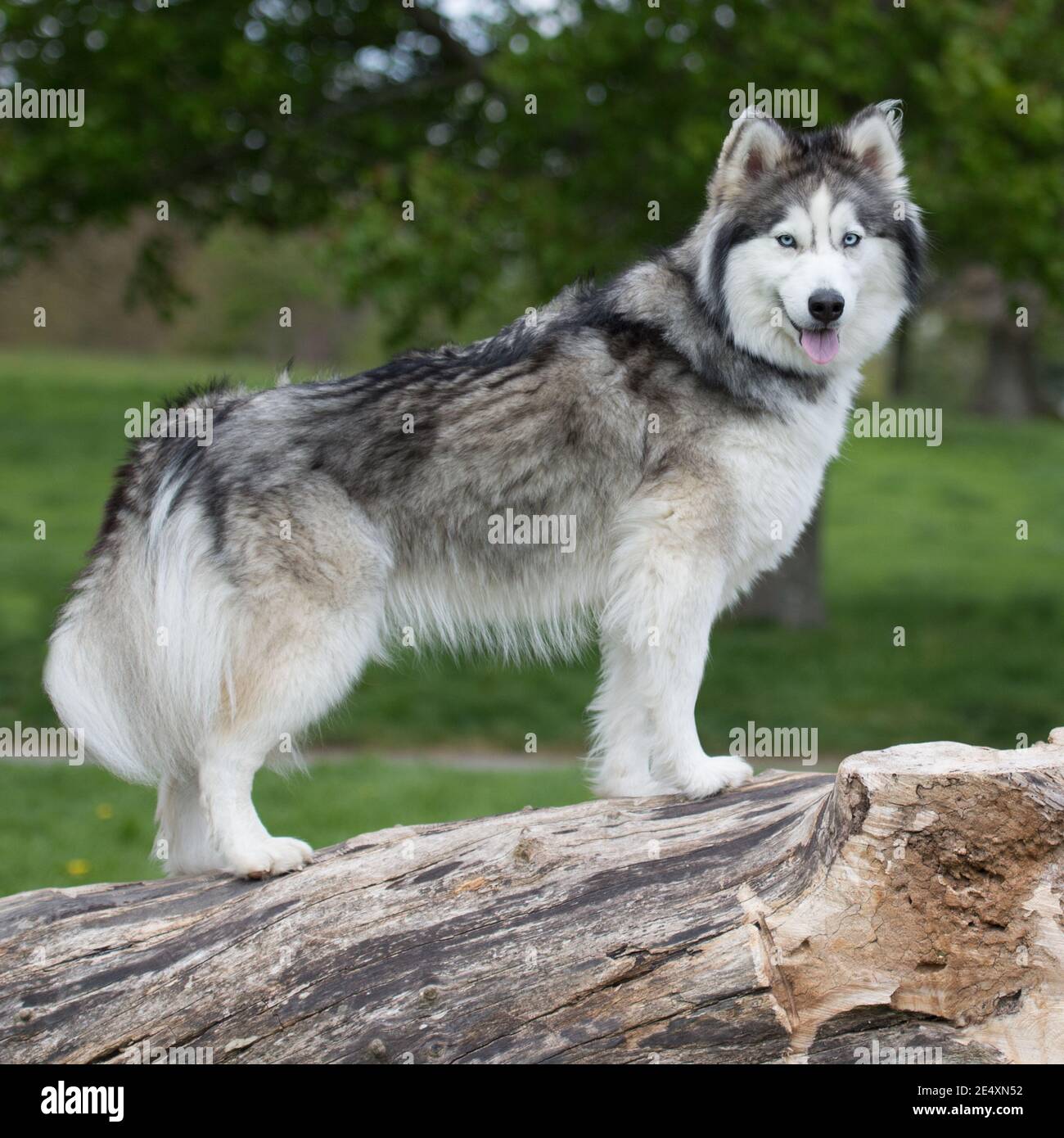 Malamute hi-res stock photography and images - Alamy