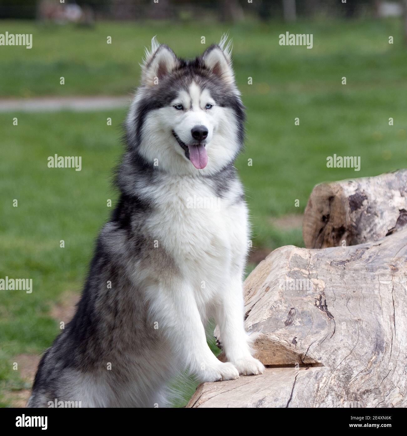 Malamute body hi-res stock photography and images - Alamy