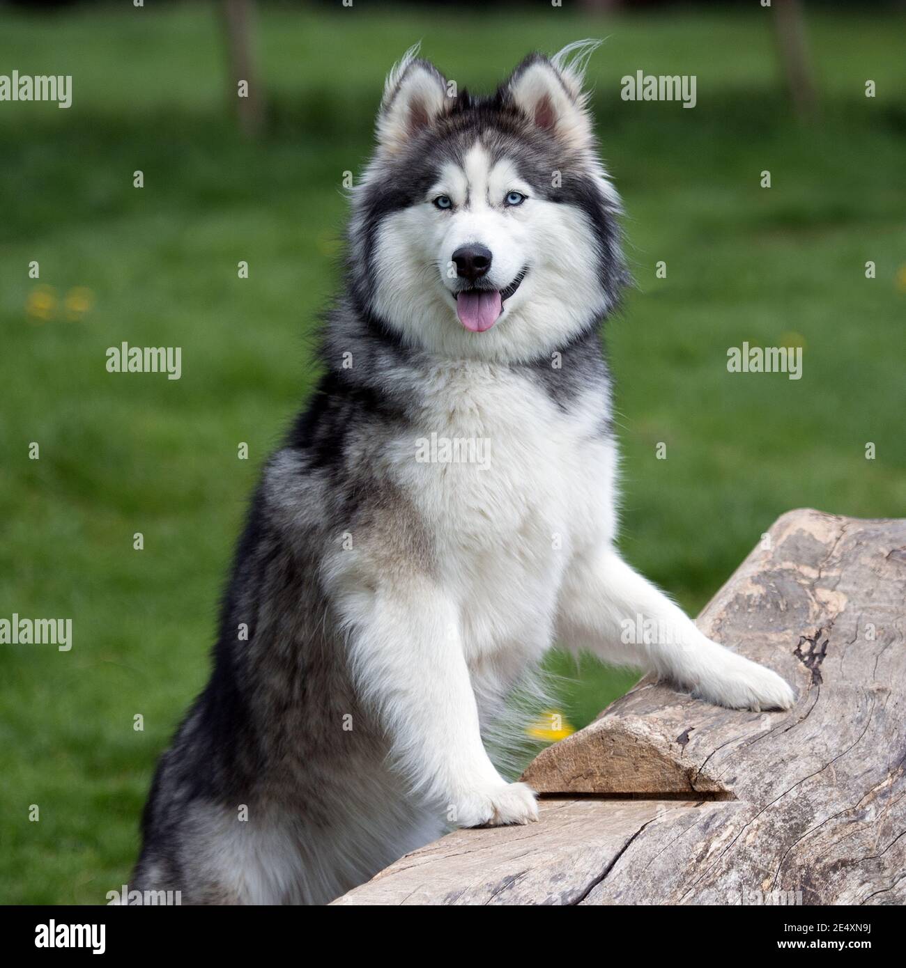 Malamute body hi-res stock photography and images - Alamy