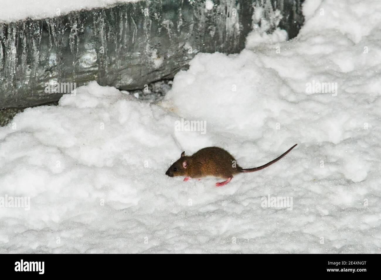 The rat runs through the snowdrifts in winter in search of food. Snow ...