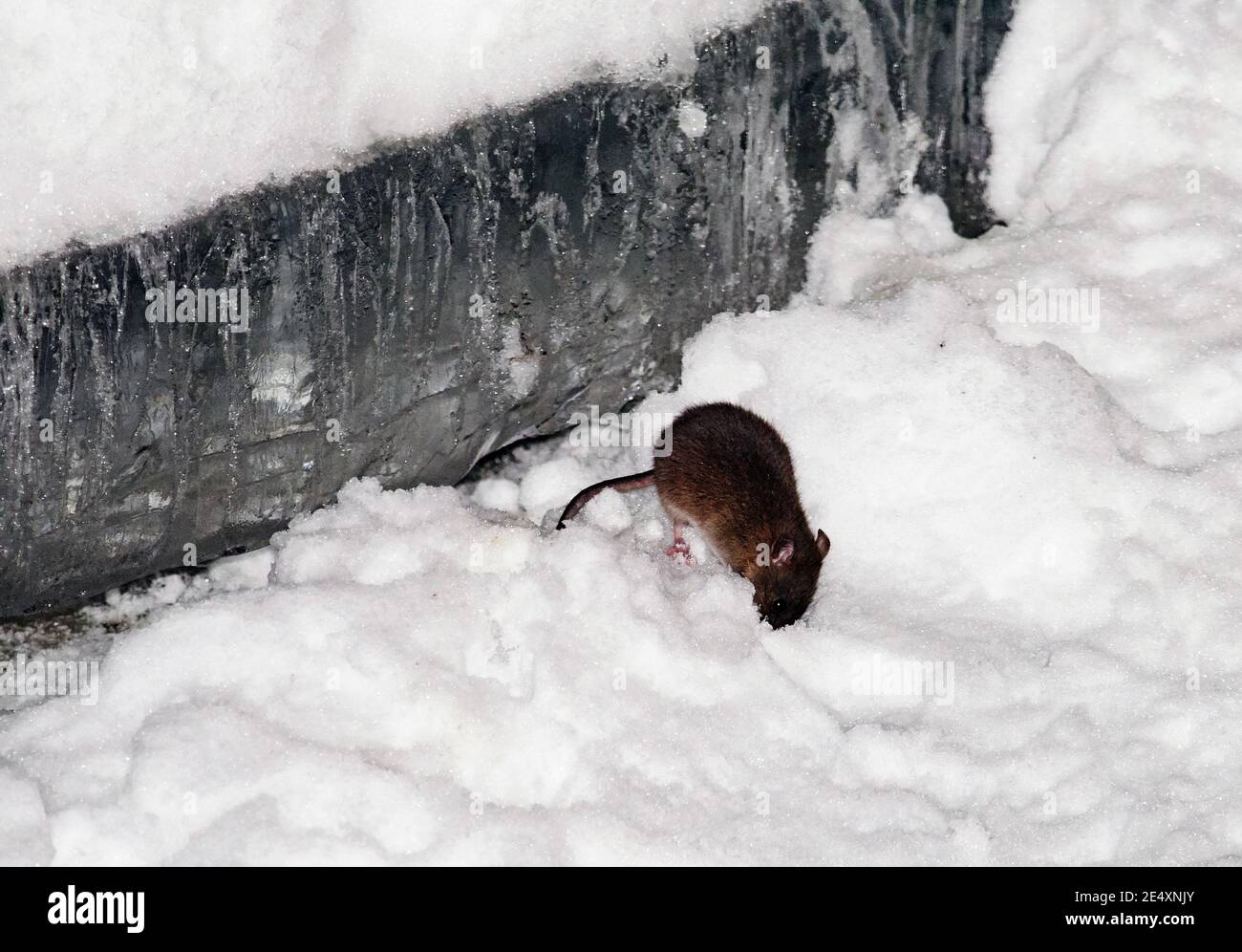 The rat runs through the snowdrifts in winter in search of food. Snow ...