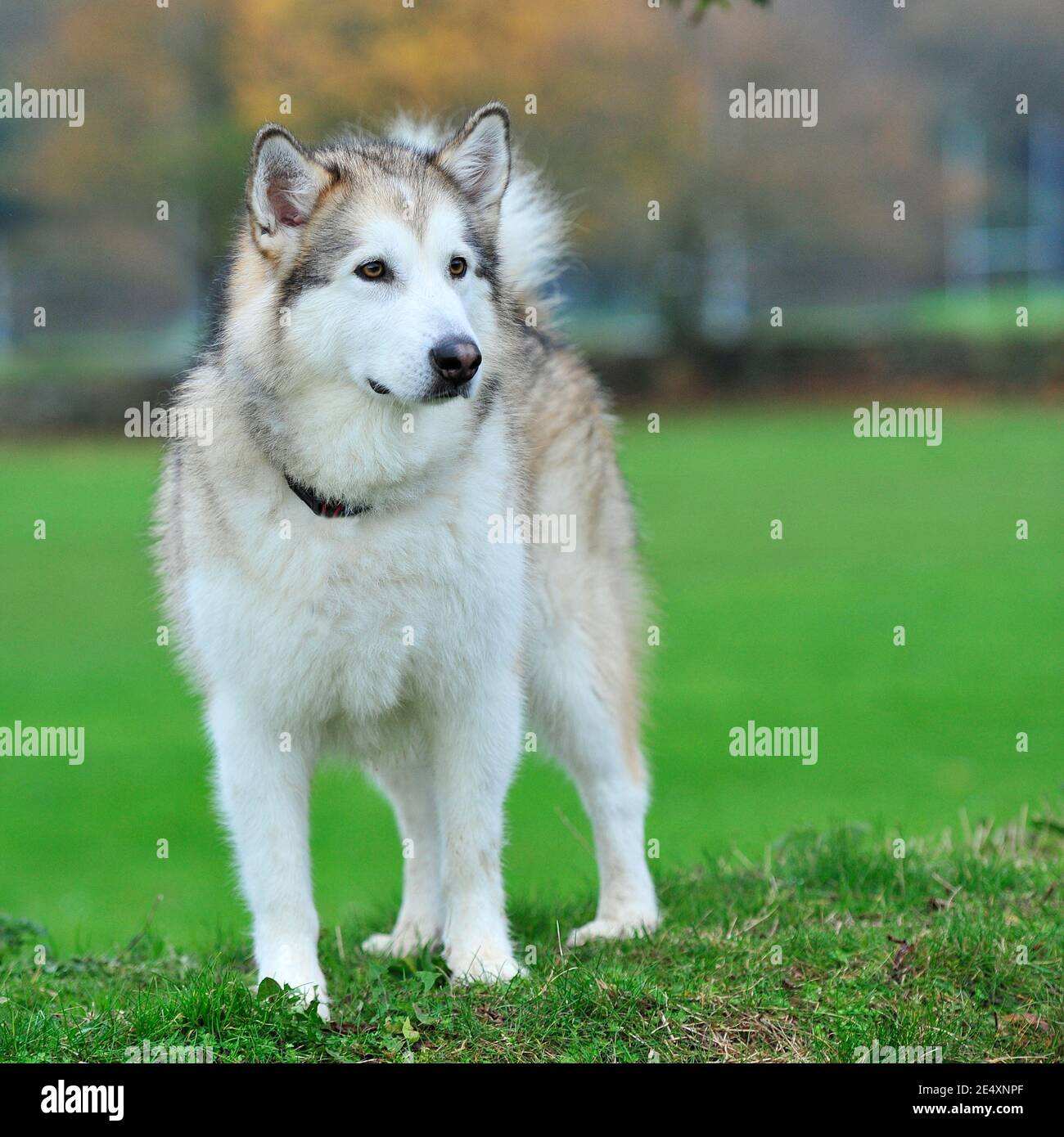 Alaskan front hi-res stock photography and images - Alamy