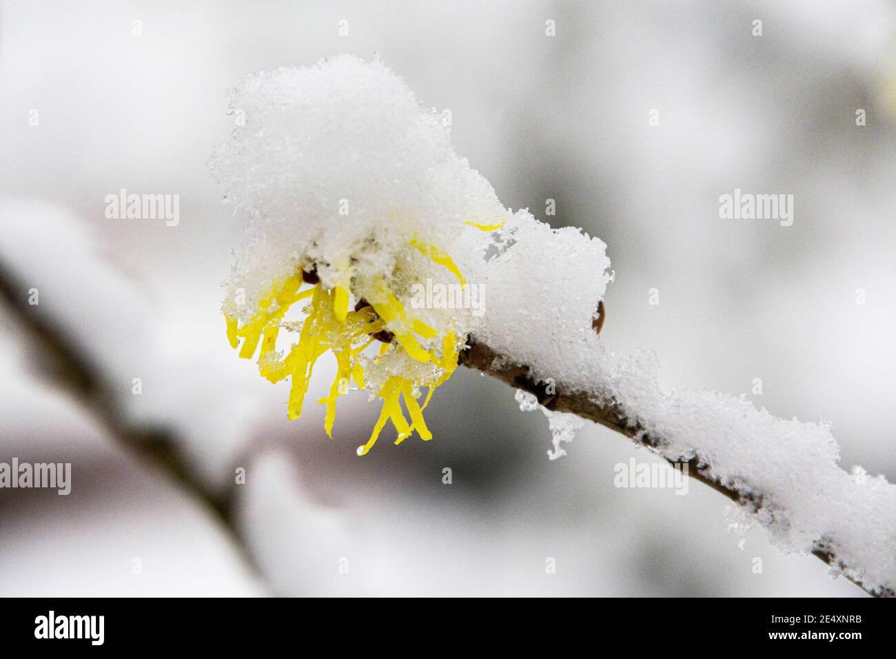 Snow on the flowers of a witch hazel 'Sunburst' (Hamamelis × intermedia ...