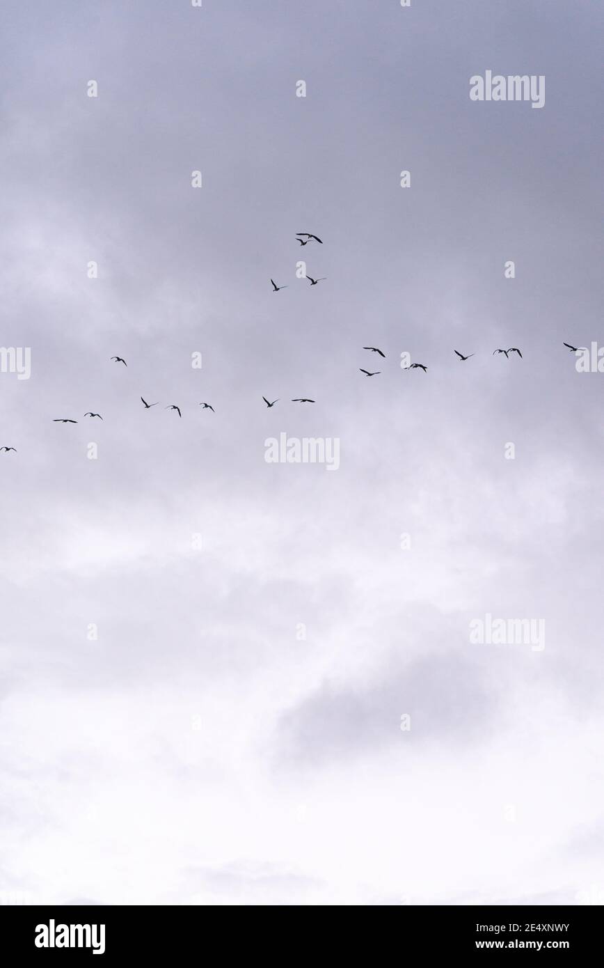 Vertical shot of a flock of birds flying in a cloudy sky Stock Photo ...