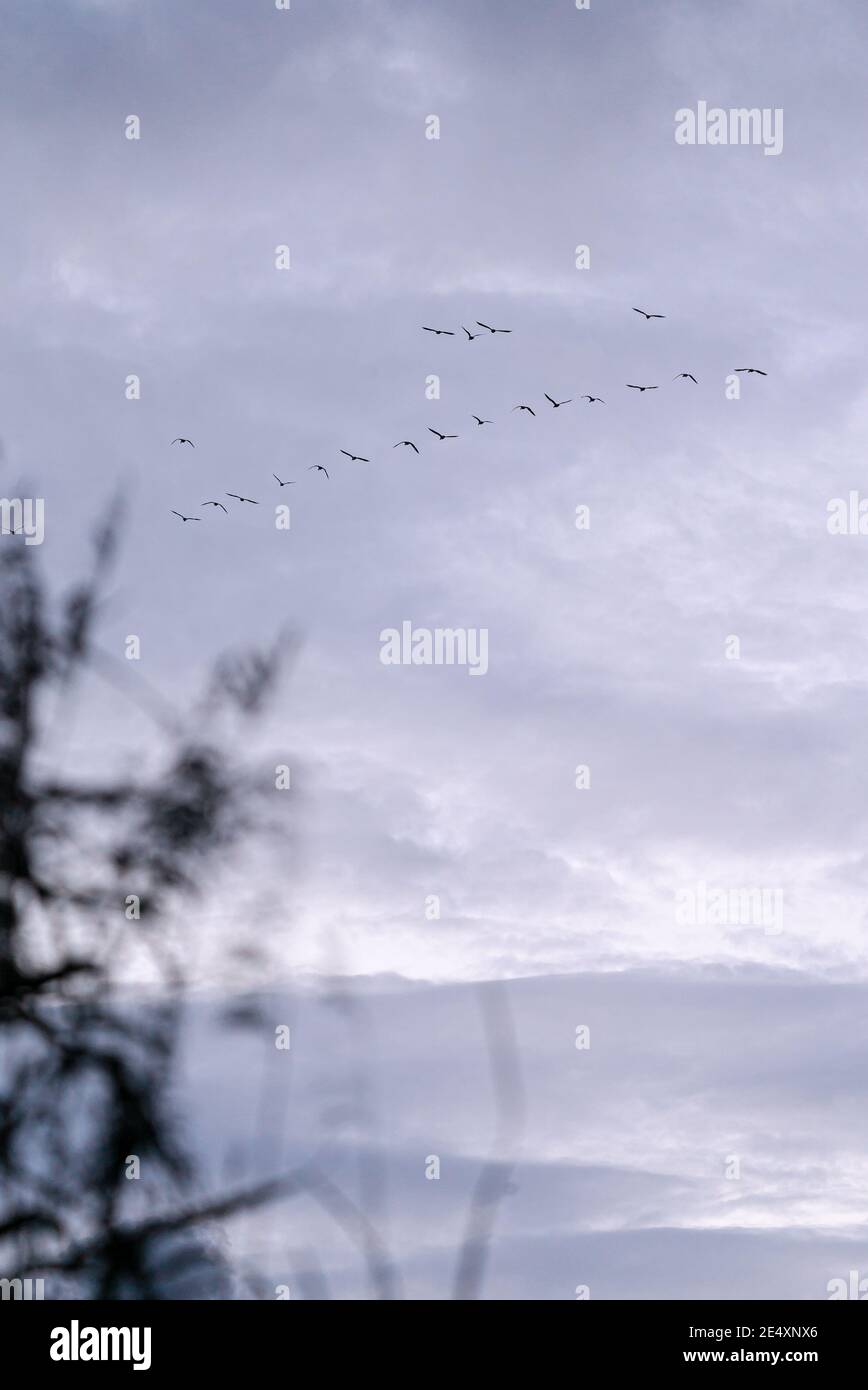 Vertical shot of a flock of birds flying in a cloudy sky Stock Photo ...