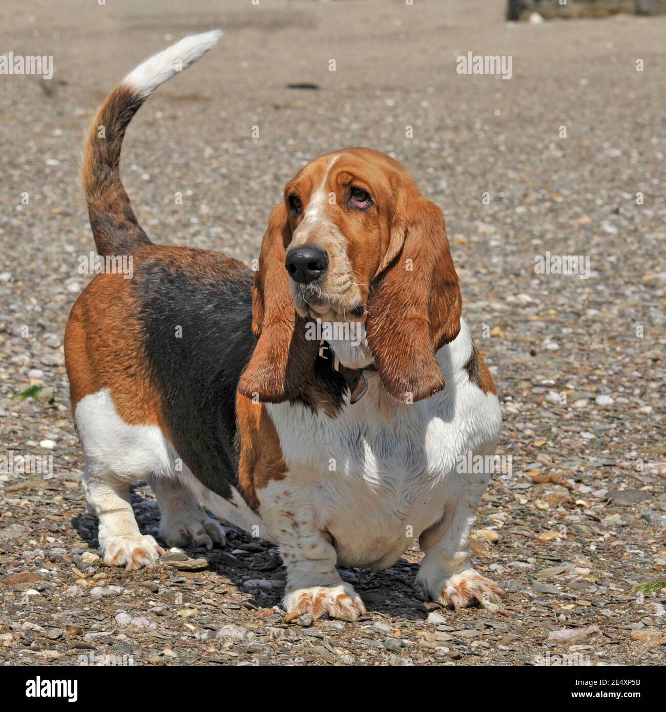 basset hound at the beach Stock Photo - Alamy