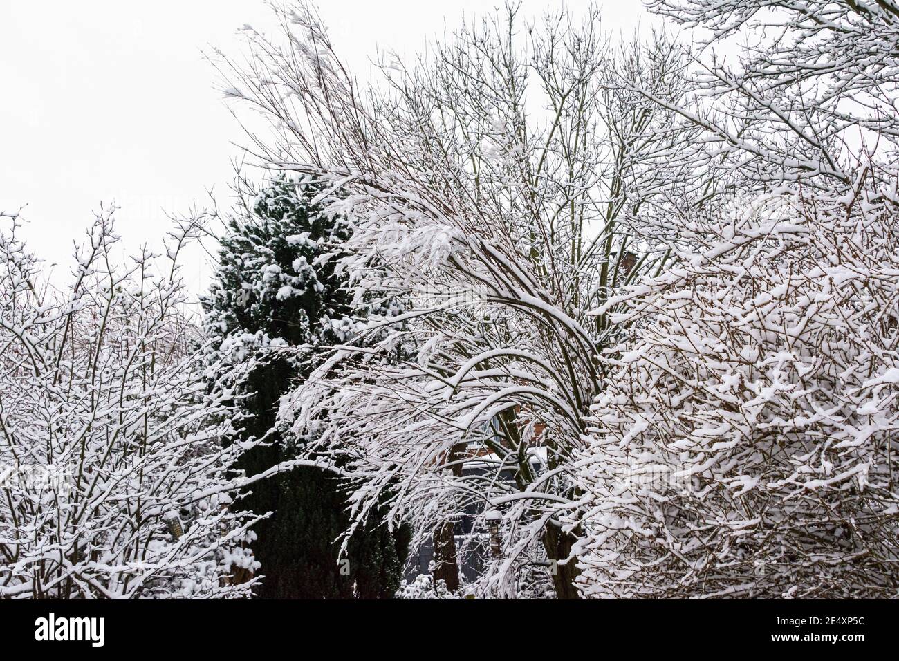 The branches of a tamerisk and a snowy mespilus (Amelanchier lamarckii ...