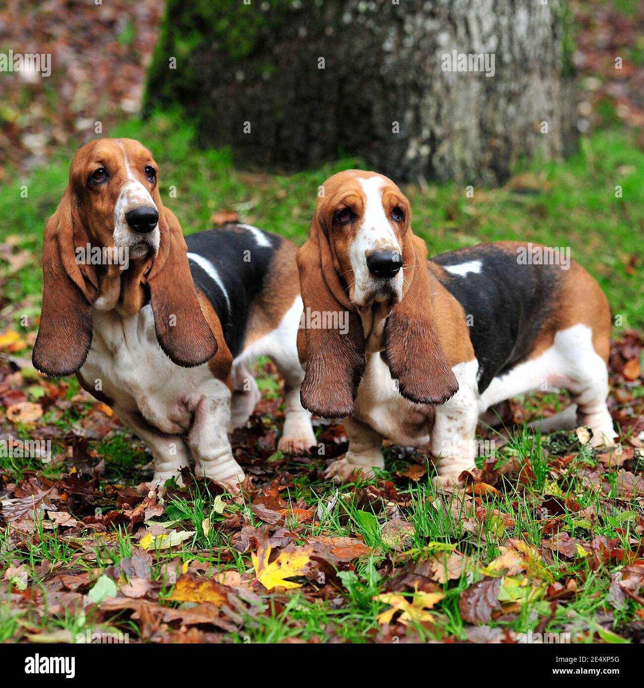 two basset hounds in woodland Stock Photo - Alamy