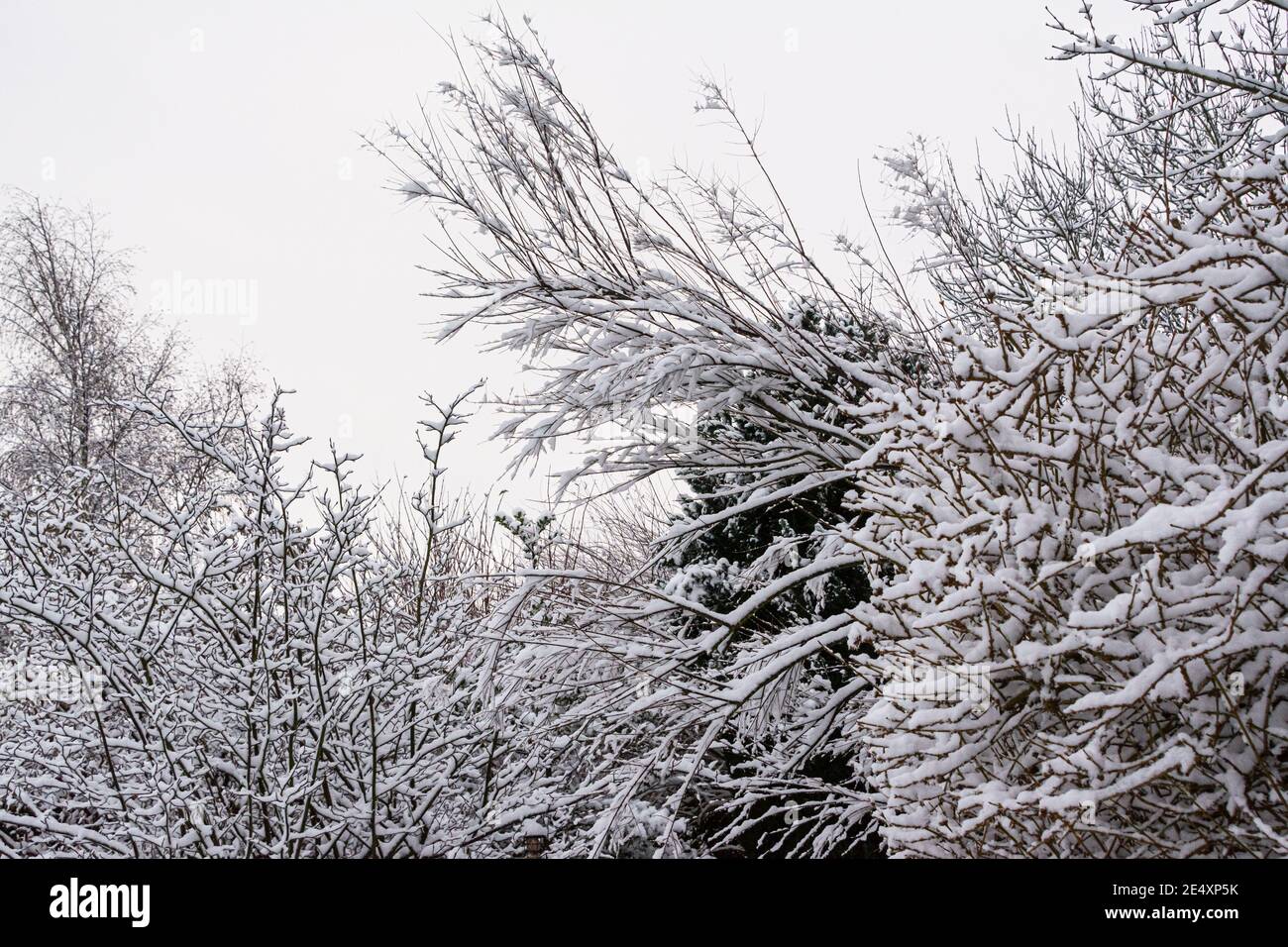 The branches of a tamerisk and a snowy mespilus (Amelanchier lamarckii ...