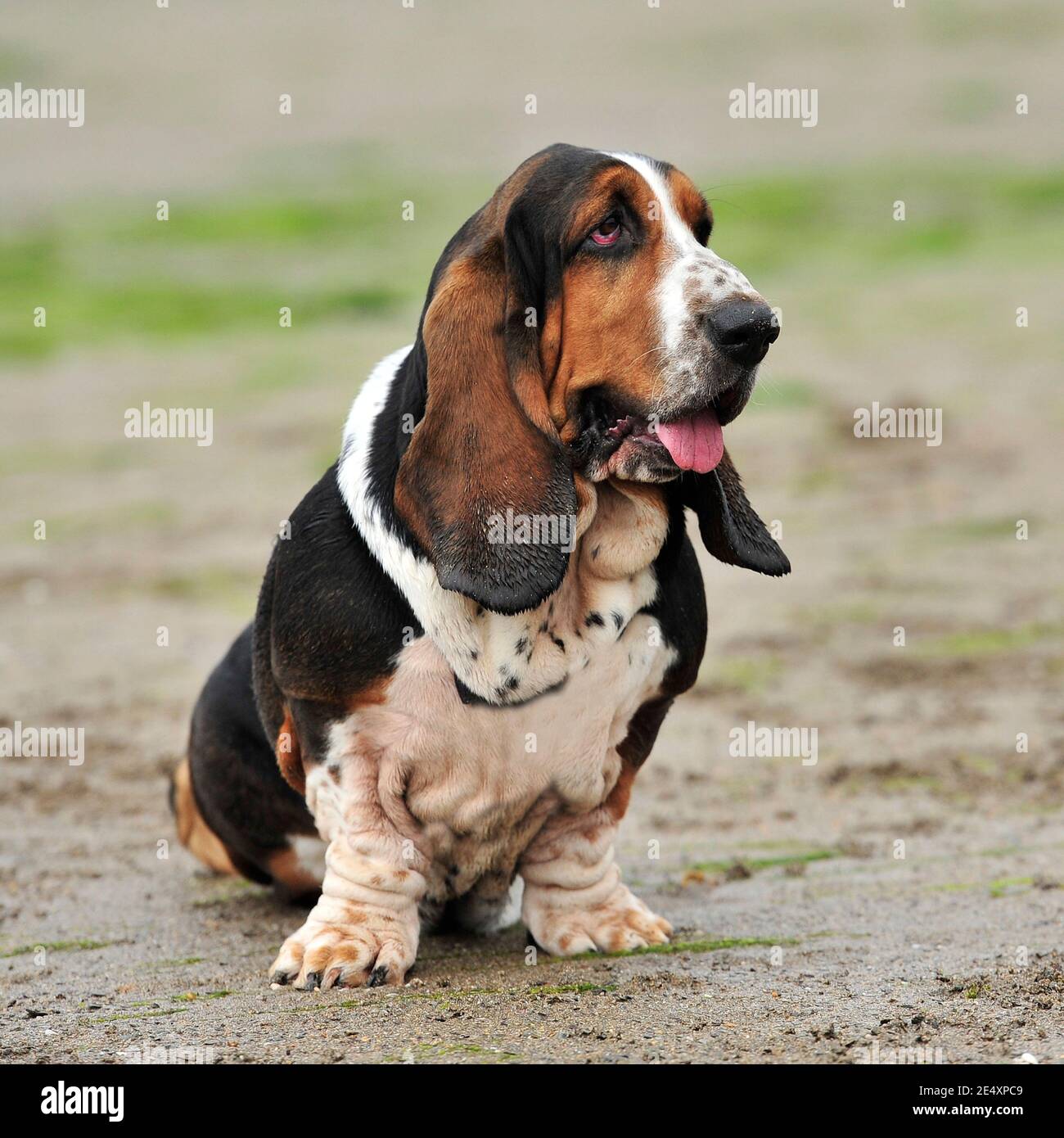 basset hound sitting on beach Stock Photo - Alamy