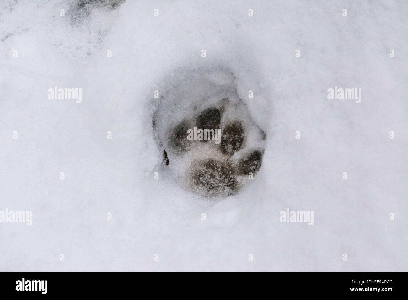 Fox paw print hi-res stock photography and images - Alamy