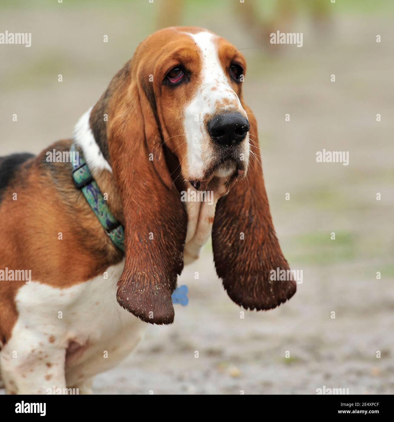 basset hound at the beach Stock Photo - Alamy