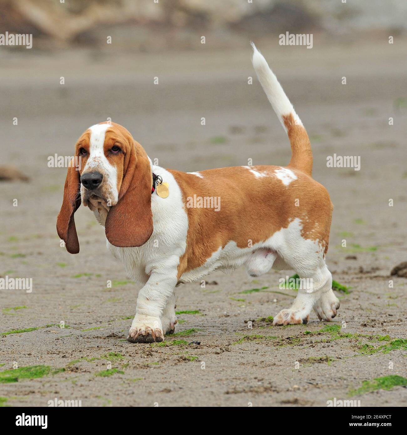 Beach action hi-res stock photography and images - Alamy