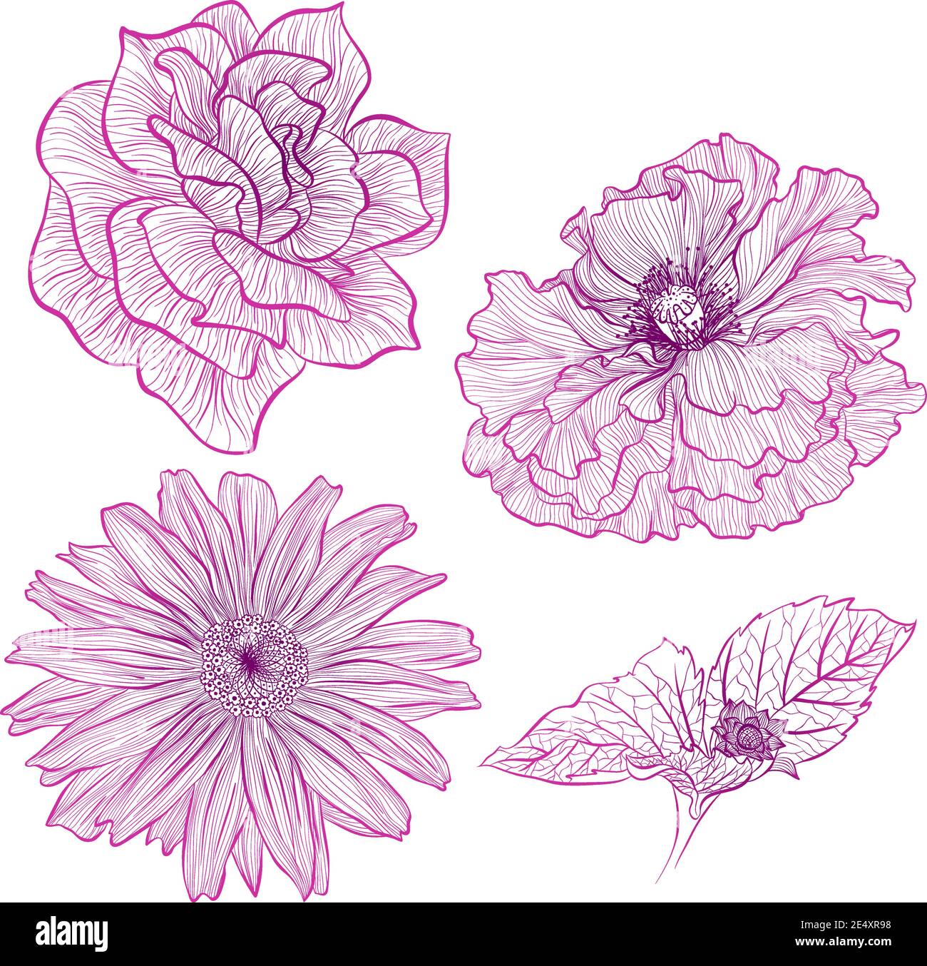 Vector illustration in line art style. Set of flowers of rose, poppy ...