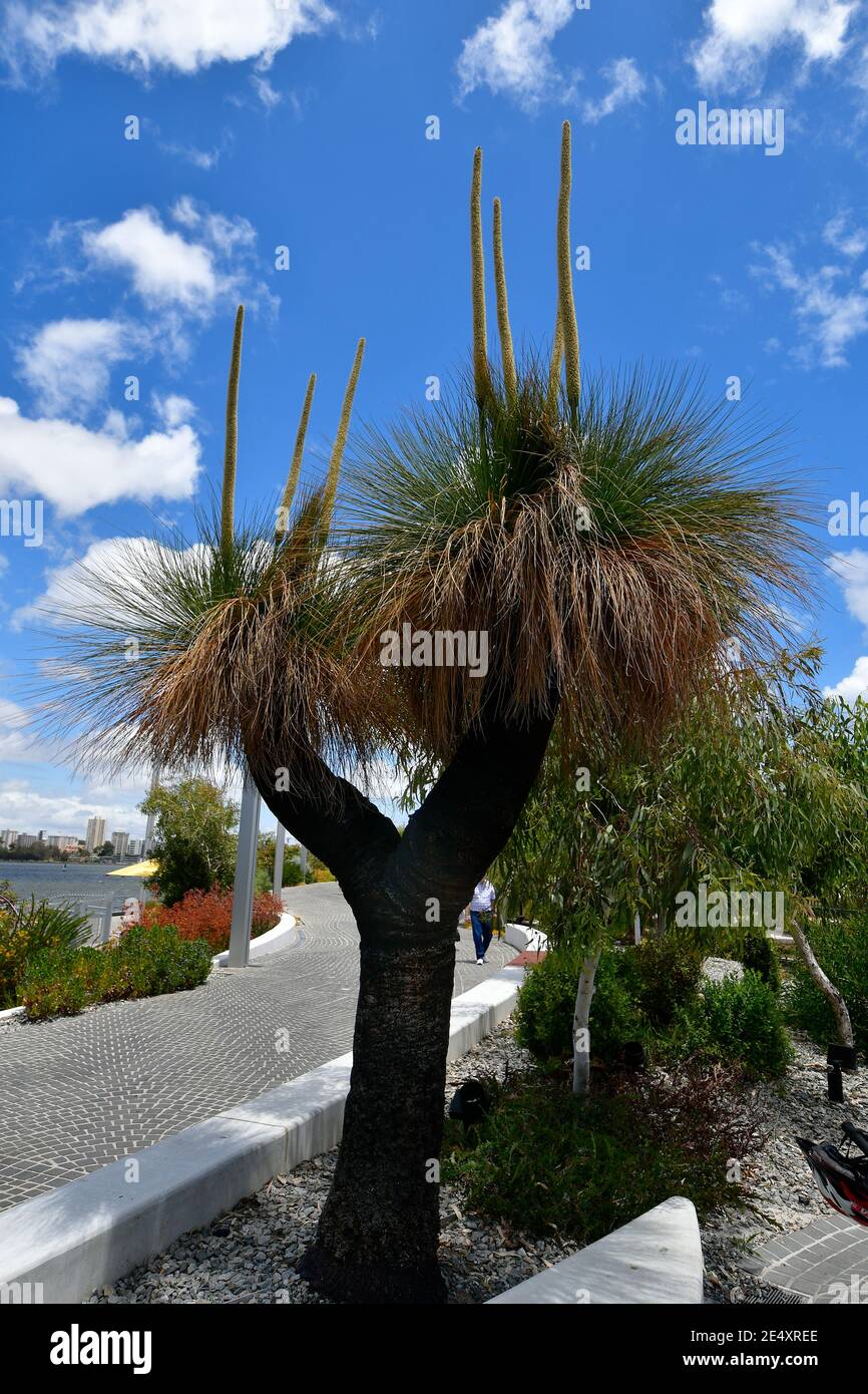 Australia, Perth, flowering grass tree on Elizabeth Island Stock Photo ...