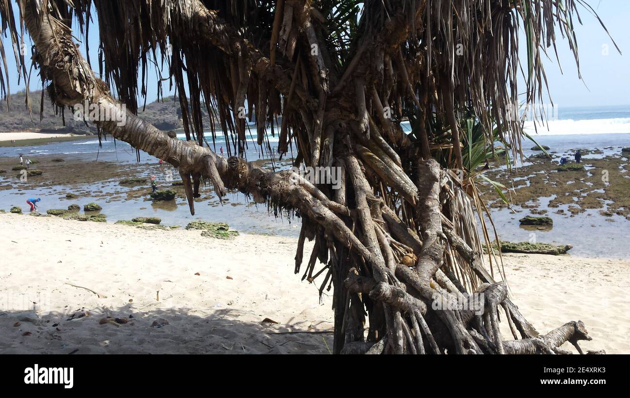 tree with great trunks on sand beach Stock Photo - Alamy