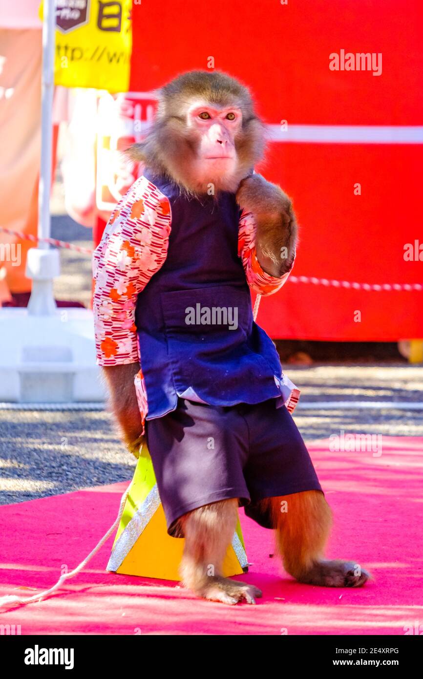 Monkey standing up hi-res stock photography and images - Alamy