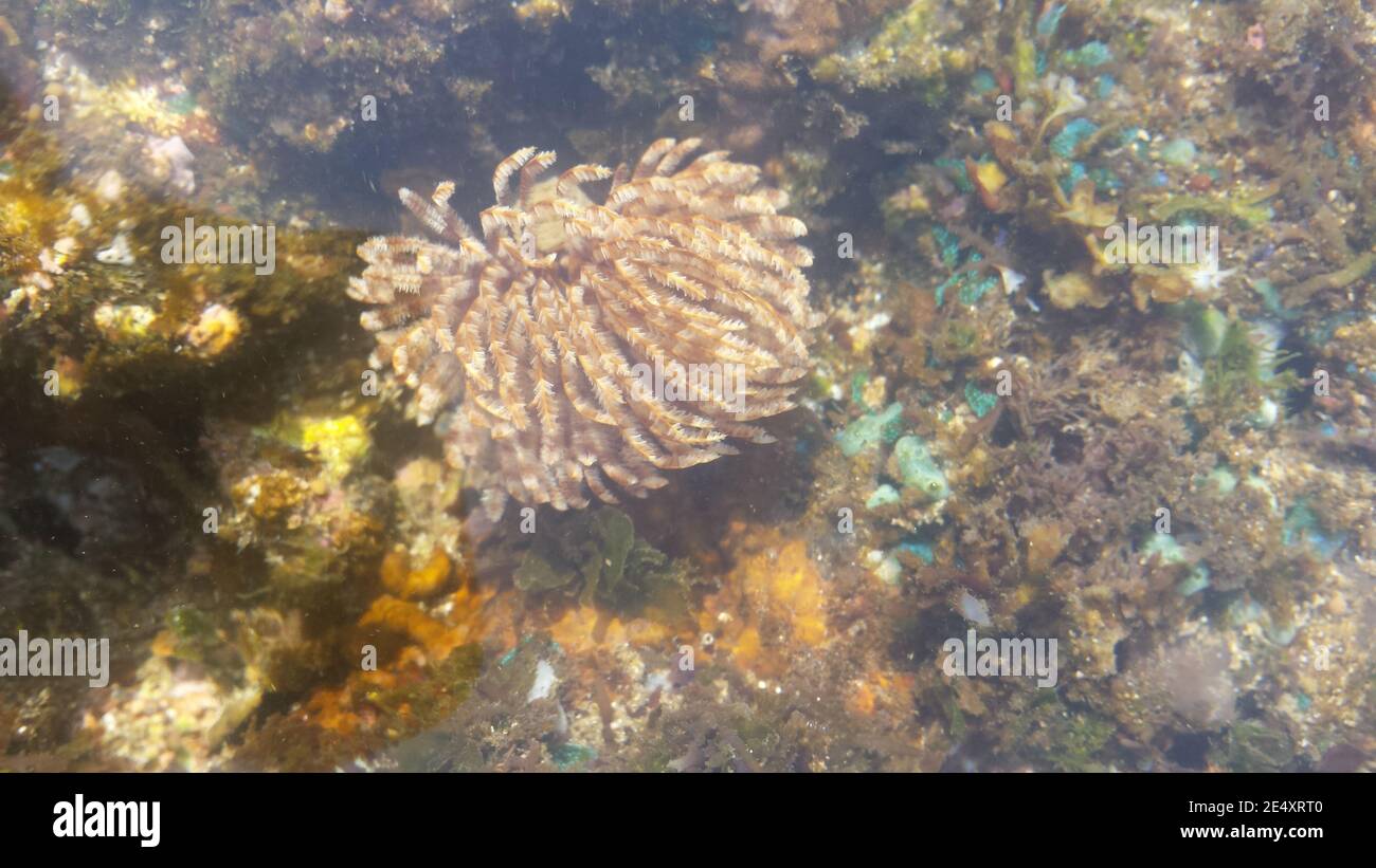wild life in coral reef Stock Photo - Alamy