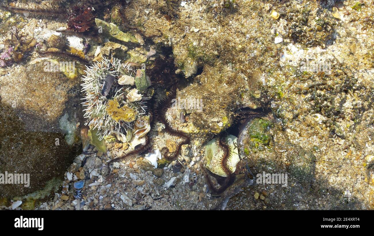 wild life in coral reef Stock Photo - Alamy