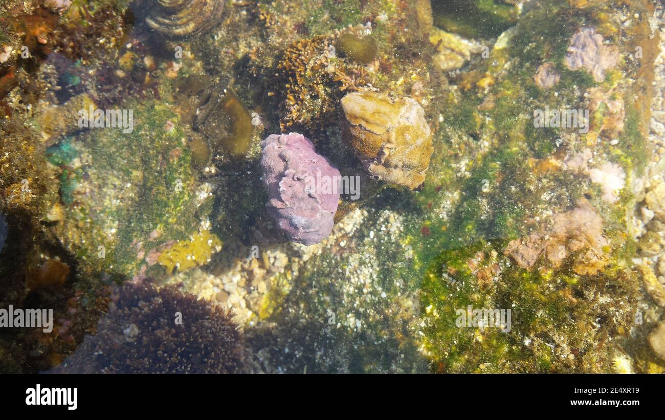 wild life in coral reef Stock Photo - Alamy