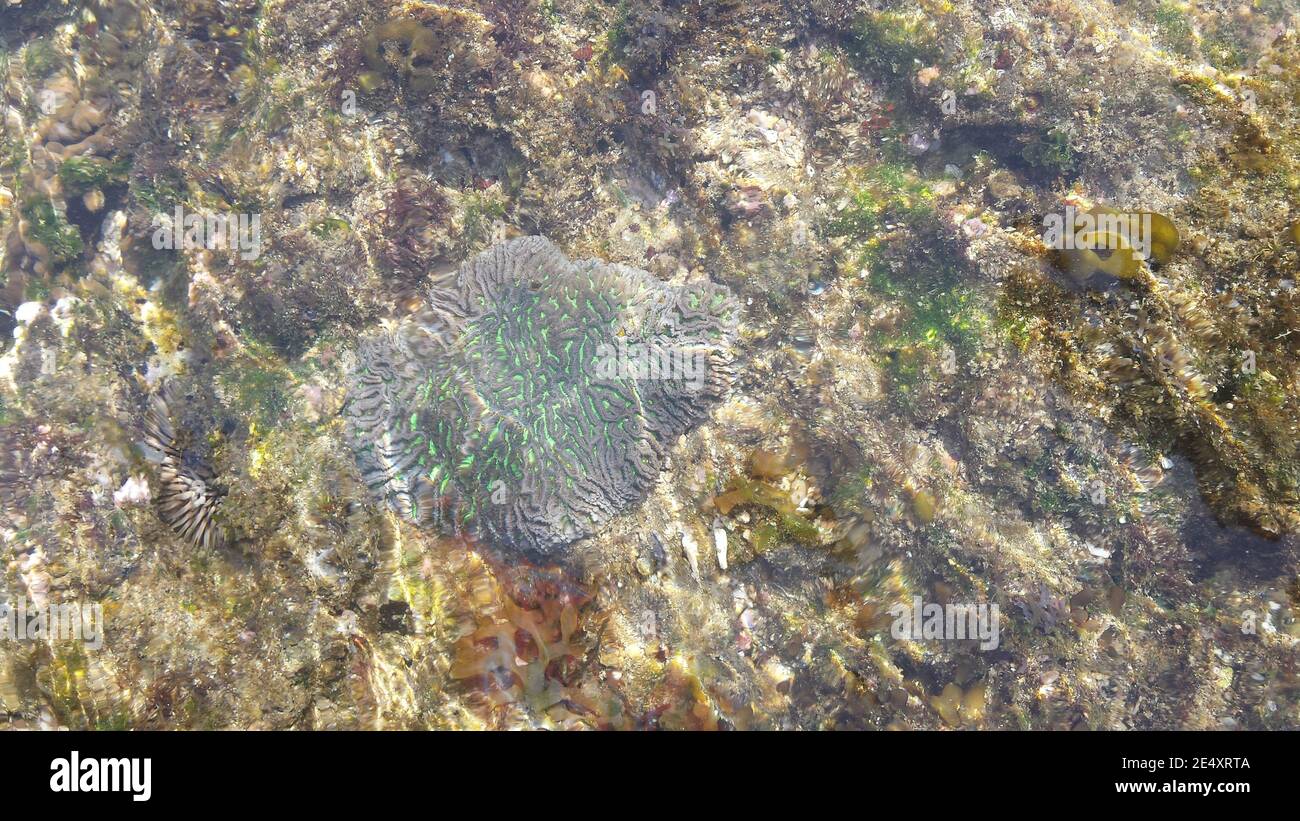 wild life in coral reef Stock Photo - Alamy