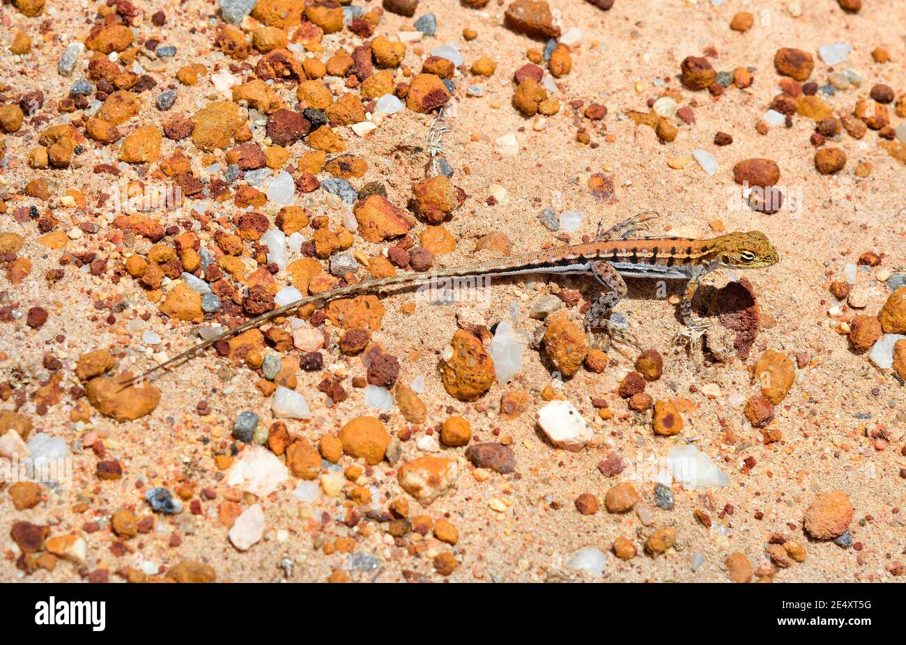 Australia, Western Heath Dragon Stock Photo - Alamy