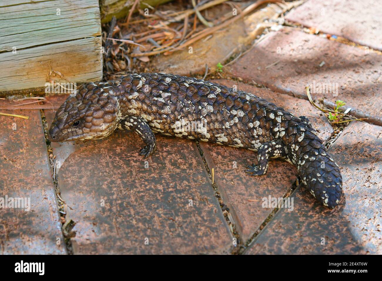 Australia, shingleback lizard aka bobtail Stock Photo - Alamy