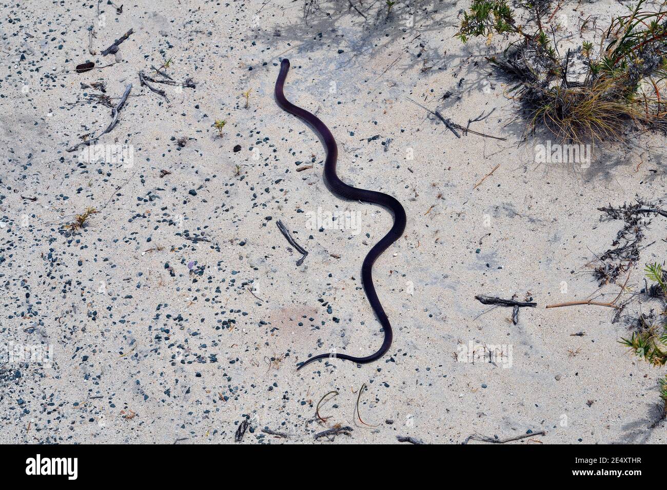 Australia, Rottnest Island Dugite snake aka Dobitj Stock Photo - Alamy