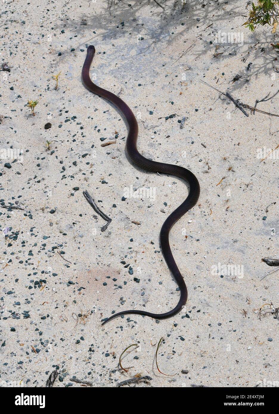 Australia, venomous Dugite snake aka Dobitj Stock Photo - Alamy