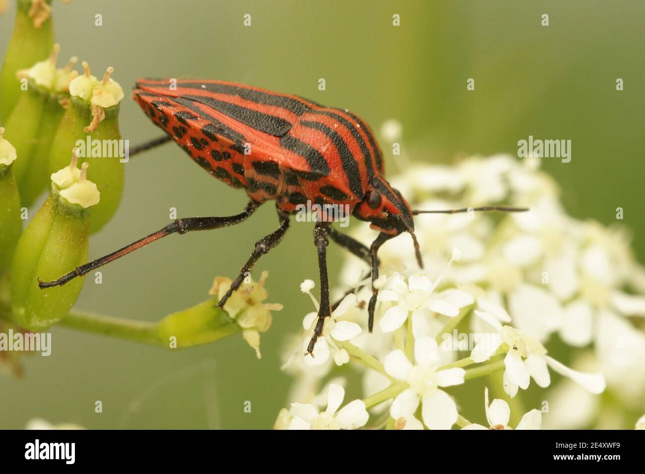 black striped red shieldbug on a white flower Stock Photo - Alamy