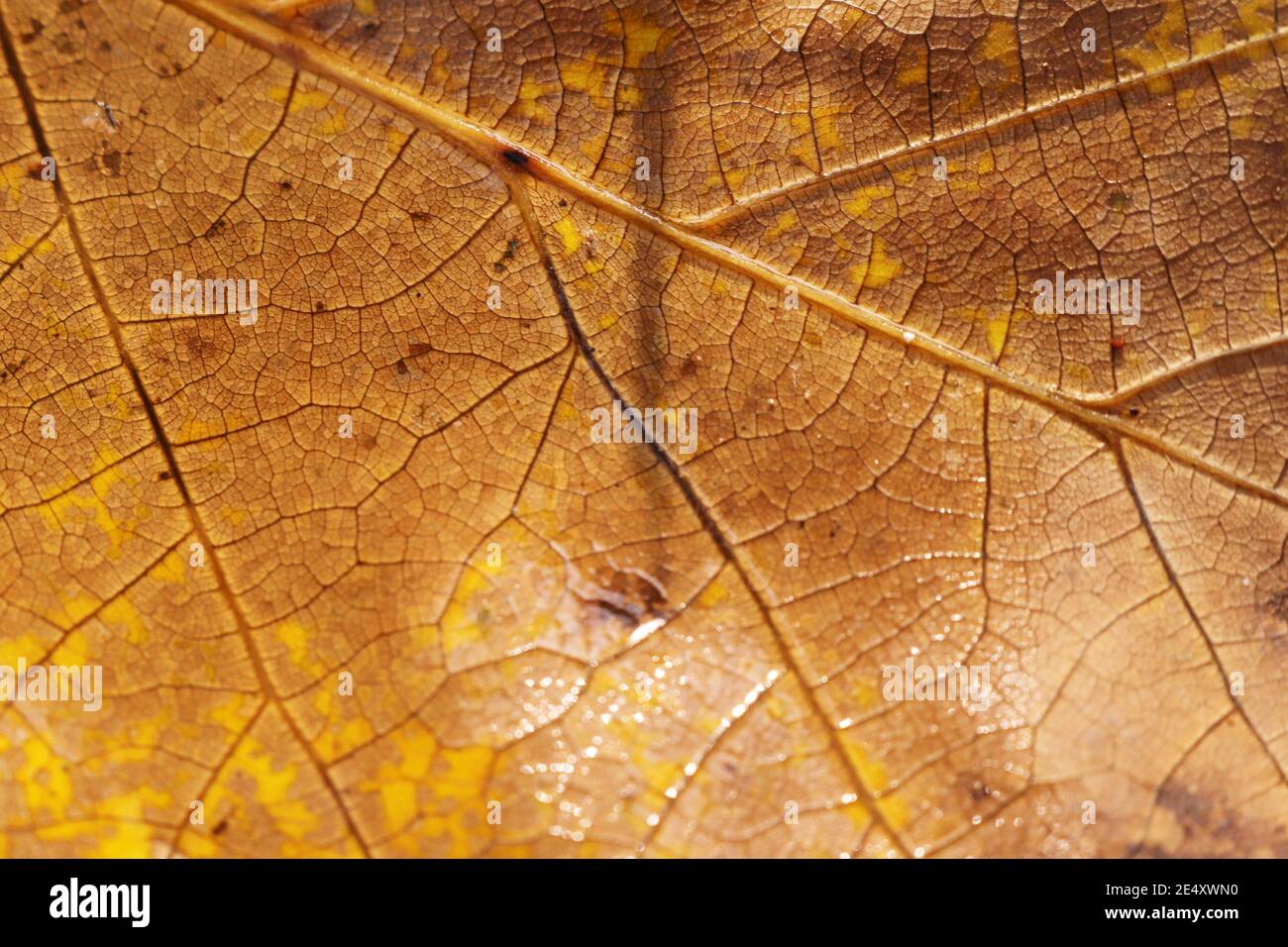 Dry leaf texture and nature background. Nature Abstract Stock Photo - Alamy