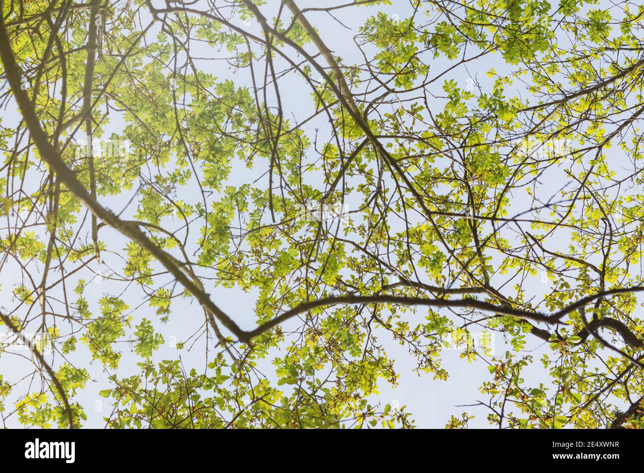 A view from below of the green foliage of the trees. Spring natural ...