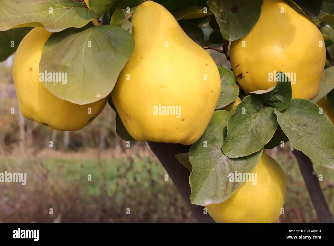 Ripe yellow quinces in the orchard Stock Photo - Alamy