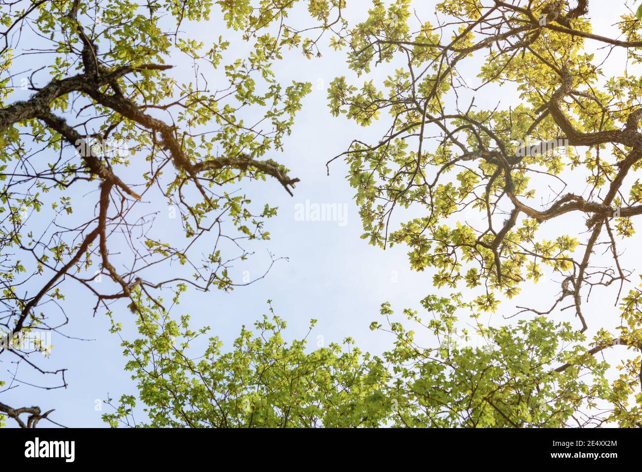 A view from below of the green foliage of the trees. Spring natural ...