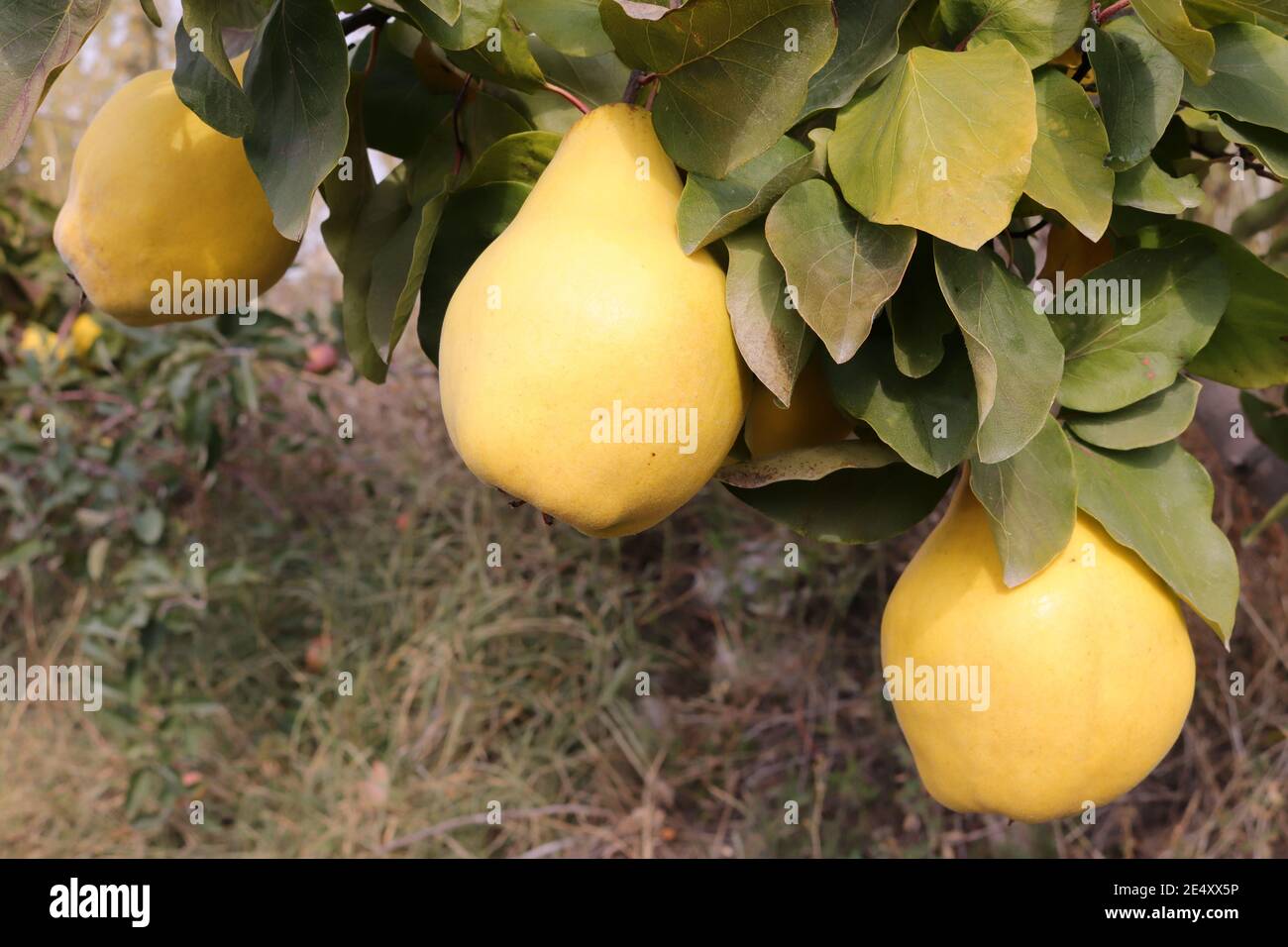 Ripe yellow quinces in the orchard Stock Photo - Alamy