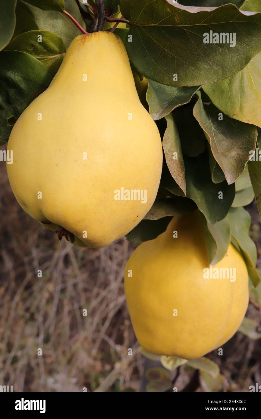 Ripe yellow quinces in the orchard Stock Photo - Alamy